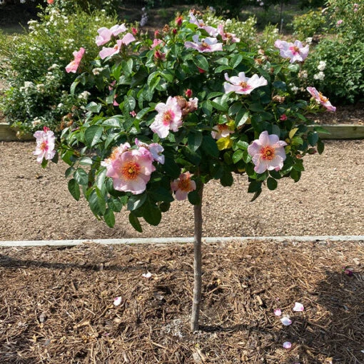 Stay Trendy with Flourish Garden's Latest Raspberry Kiss™ Rose Tree ...